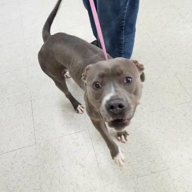 Dog for adoption - Ann, a Pit Bull Terrier in Ridgecrest, CA | Petfinder