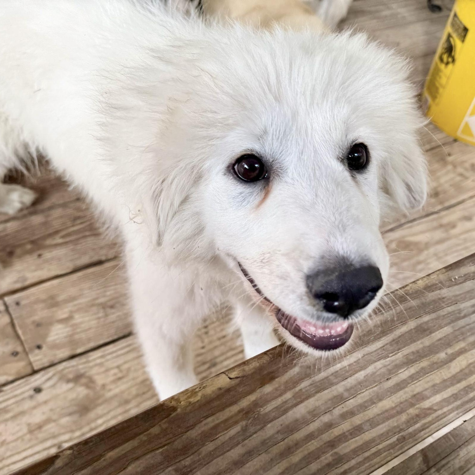 Dog for adoption - String Cheese, a Labrador Retriever & Great Pyrenees Mix in Bensalem, PA ...