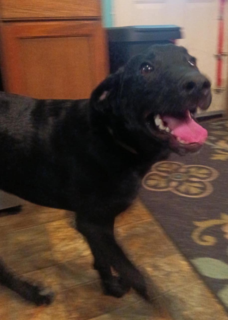 Dog for adoption - Eugene, a Labrador Retriever & Norwegian Elkhound ...