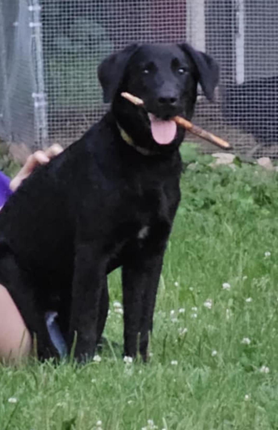 Dog for adoption - Eugene, a Labrador Retriever & Norwegian Elkhound ...