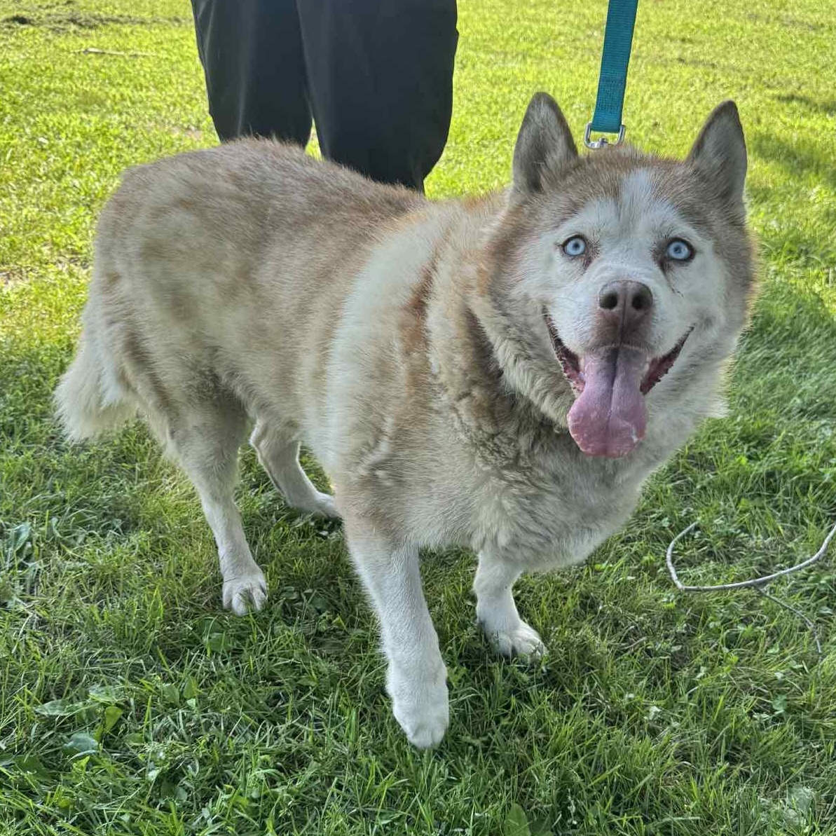 Dog for adoption - Rosie, a Siberian Husky in Waterloo, IA | Petfinder