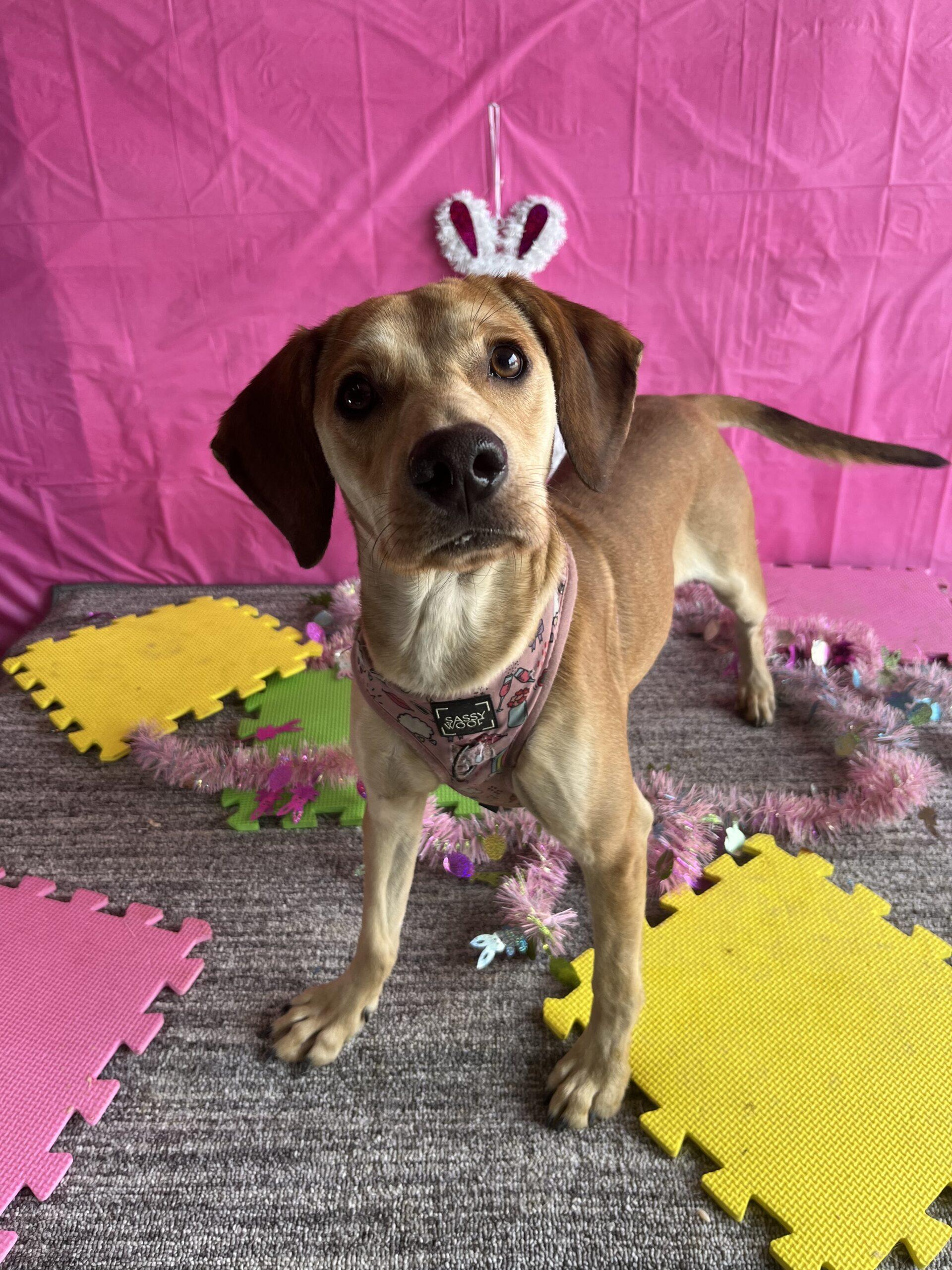 Dog for adoption - Bumblebee, a Labrador Retriever & Beagle Mix in ...