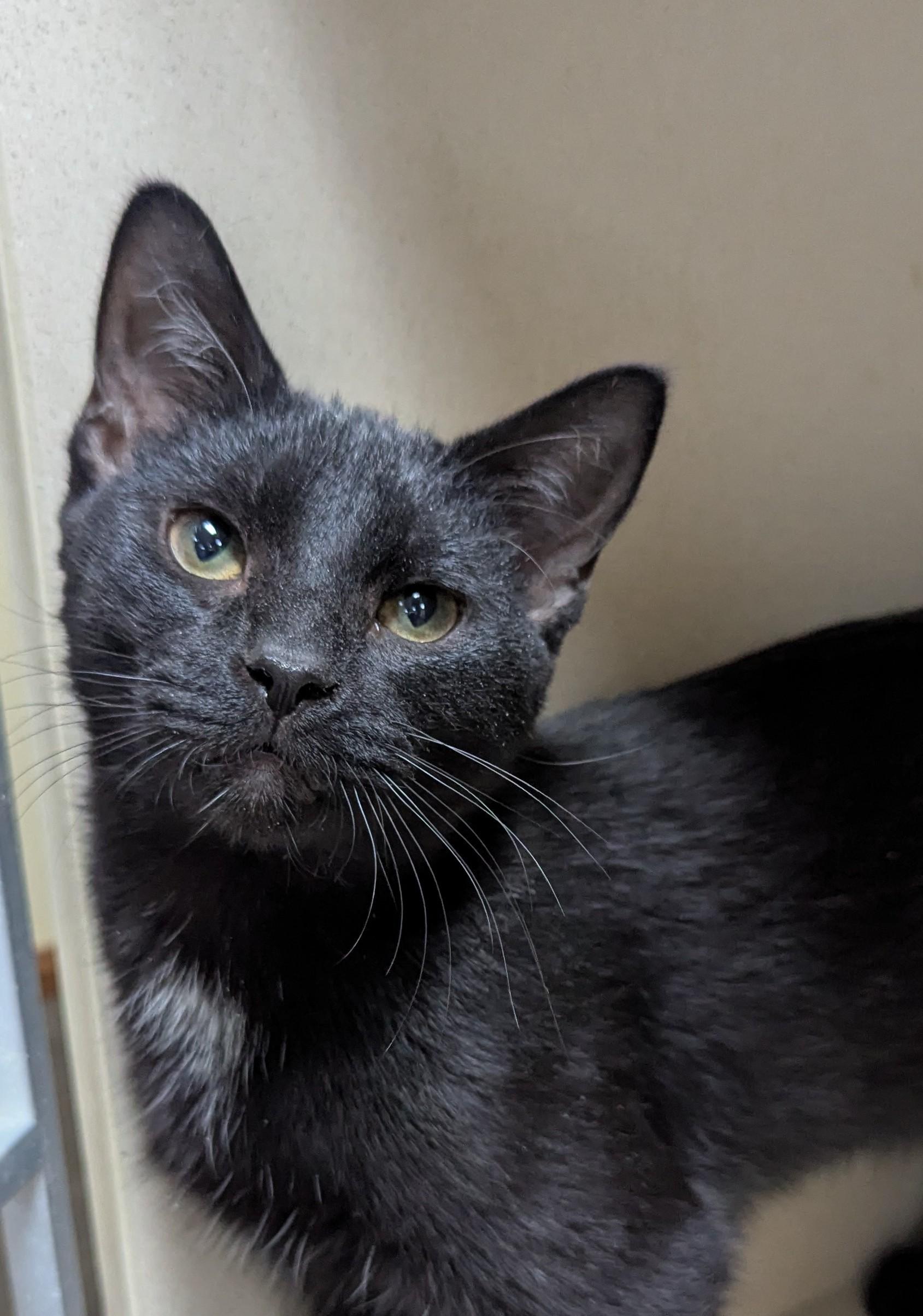 Cat for adoption - Digsby, a Domestic Short Hair in Decatur, IL | Petfinder