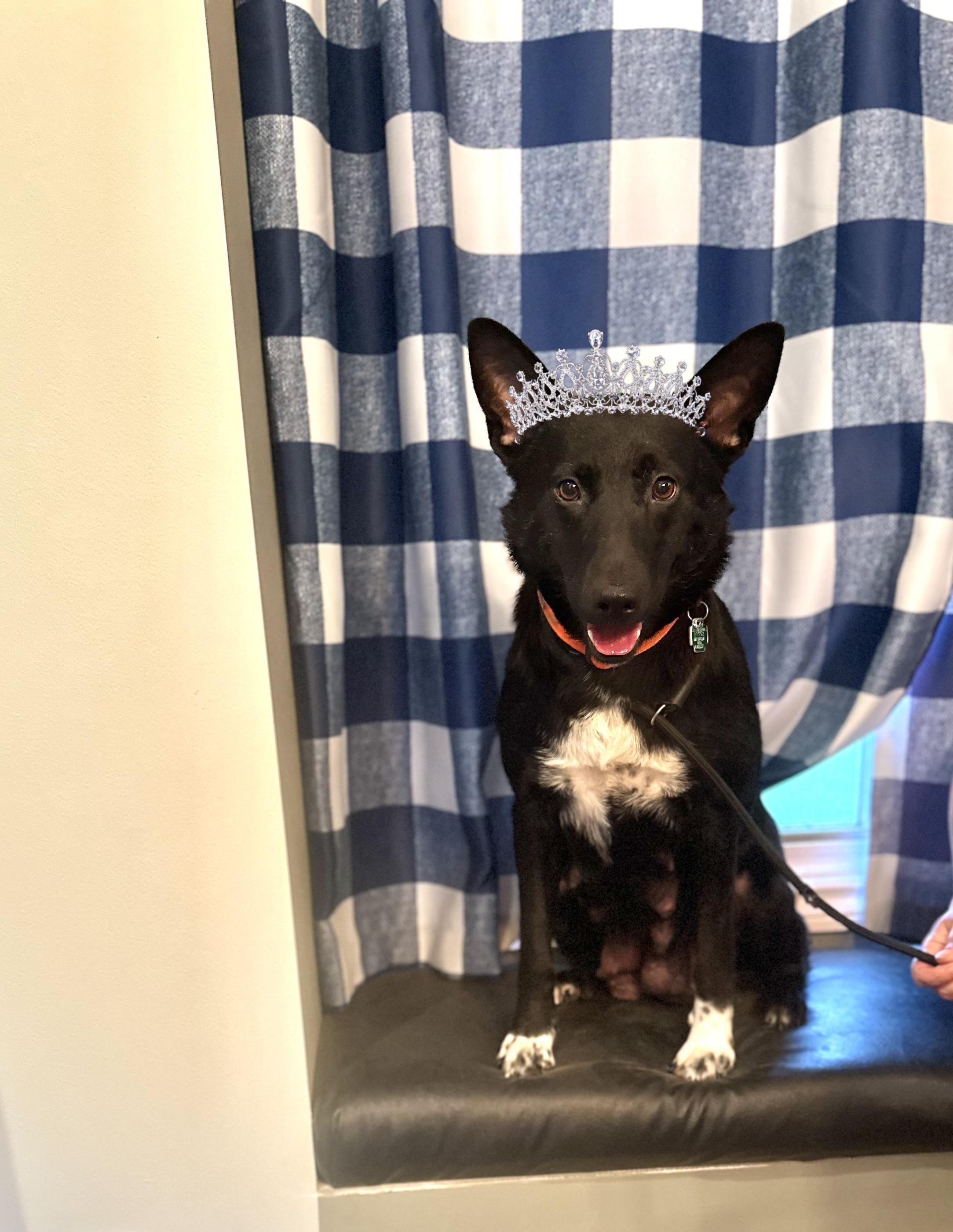 Dog for adoption - Lizzo( great playmate ), a German Shepherd Dog ...