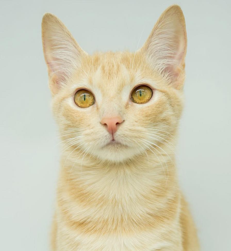 Cat for adoption - Nala - queen of our hearts! RARE ORANGE FEMALE ...