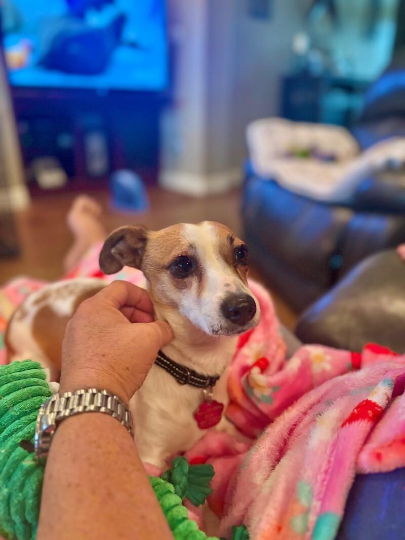 Dog for adoption - Toby Toblerone the teenie weenie!, a Dachshund ...