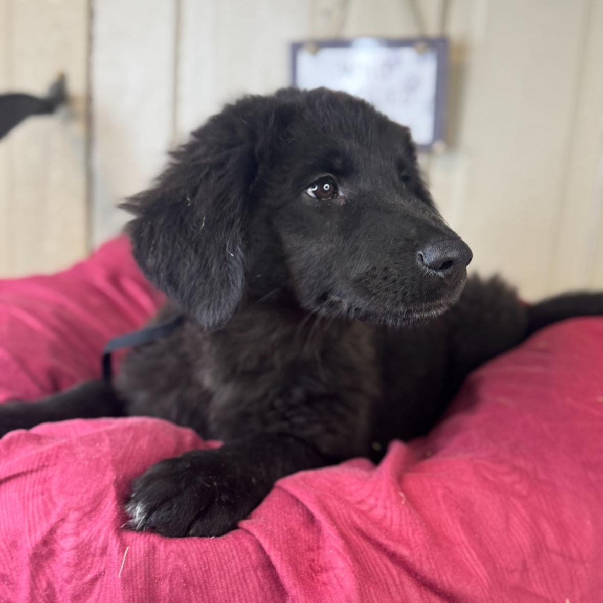 Dog for adoption - Kendrick, a Black Labrador Retriever & Great ...