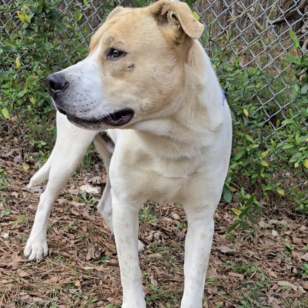 Dog for adoption - Courage, a Labrador Retriever & American ...