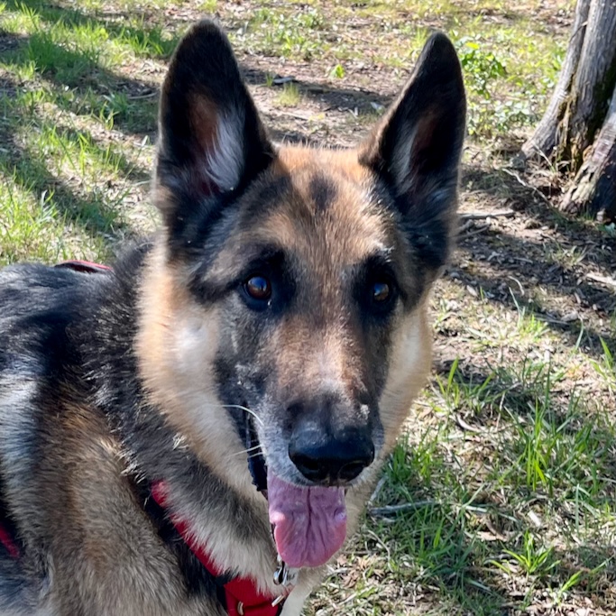 Adoptable Dogs - Serendipity German Shepherd Dog Rescue
