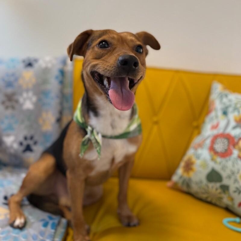 Dog for adoption - Leo Daniel, a Beagle & German Shepherd Dog Mix in ...