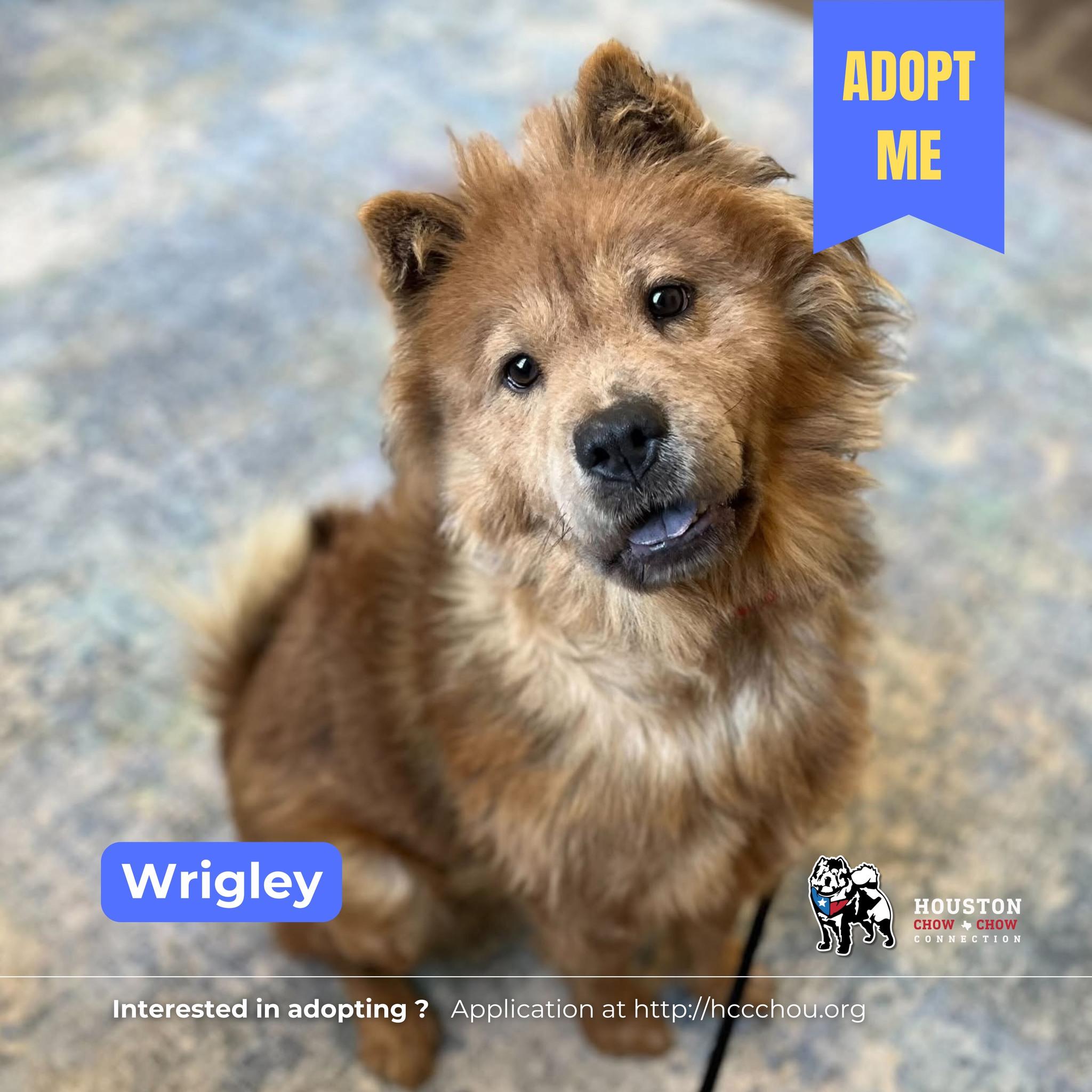 Dog for adoption - Wrigley, a Chow Chow in Stockport, OH | Petfinder