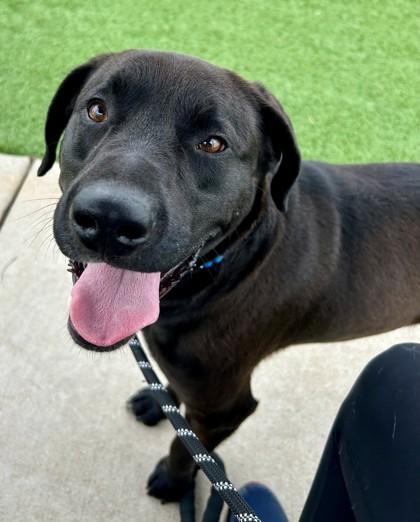 Dog for adoption - Billy Bob, a Labrador Retriever Mix in Downers Grove ...