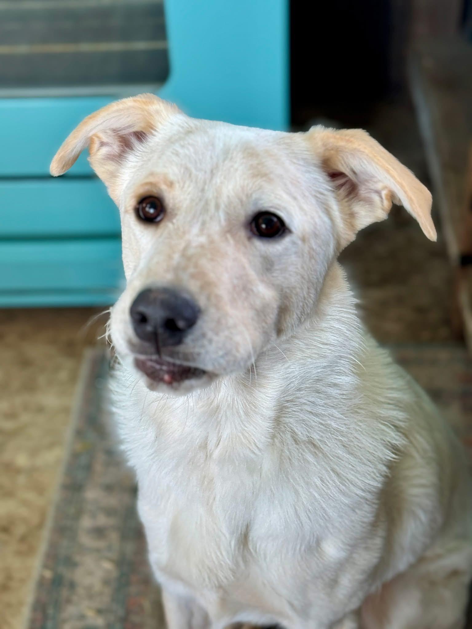 Dog for adoption - Dash, a Yellow Labrador Retriever Mix in Wilsall, MT ...