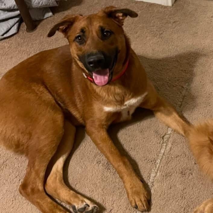 Dog for adoption - GWENDOLYN (aka GWENNY), a Black Mouth Cur & German ...