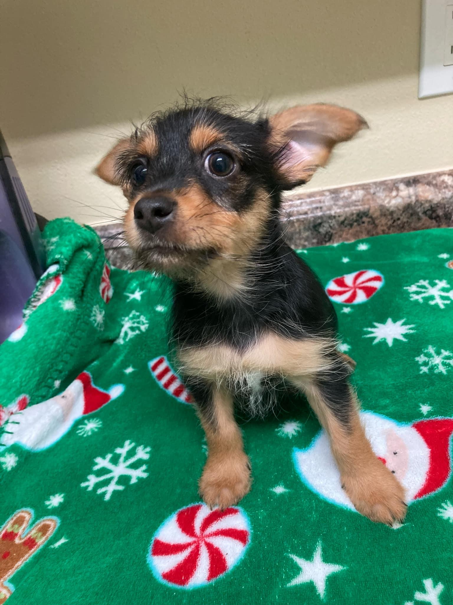 Dog for adoption - Faye and Kiera!, a Yorkshire Terrier Mix in ...