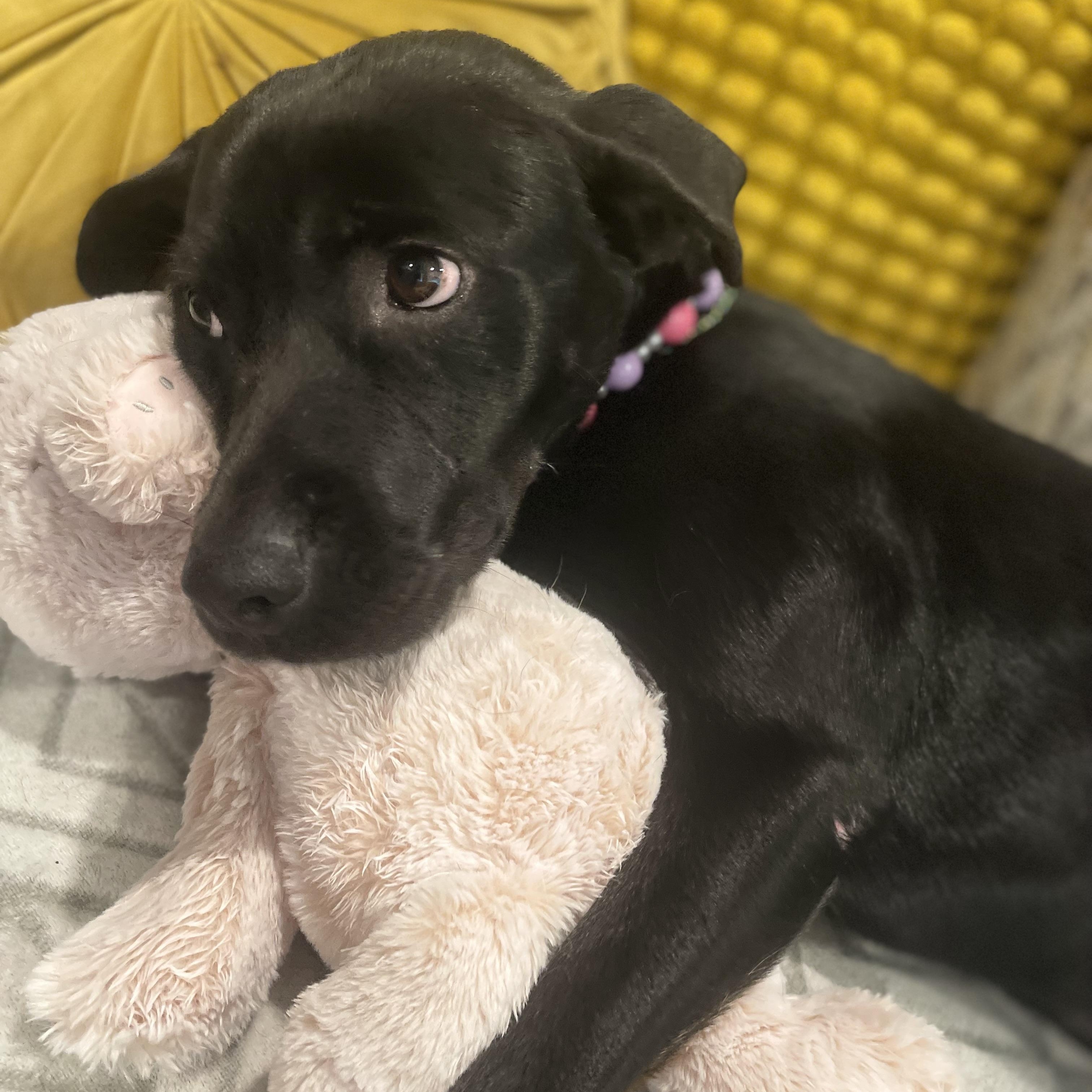Dog for adoption - Mandy, a Mixed Breed in Dallas, TX | Petfinder