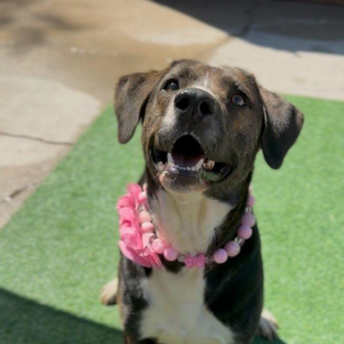 Dog for adoption - Bambi, a Plott Hound Mix in Chester, VA | Petfinder