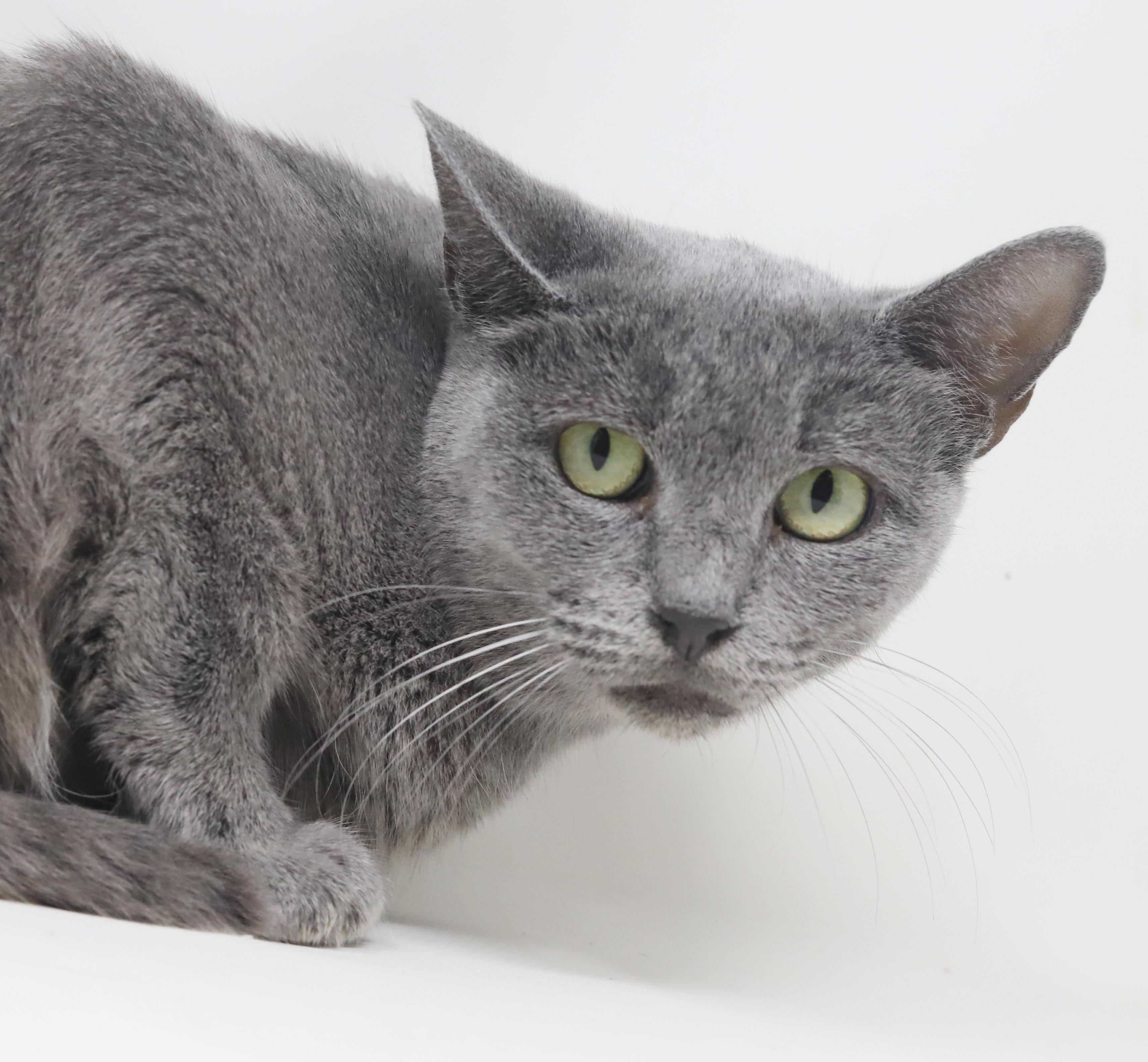 Cat for adoption - Nana! POLYDACTYL BLUE!! Quiet snuggly special!!, a ...