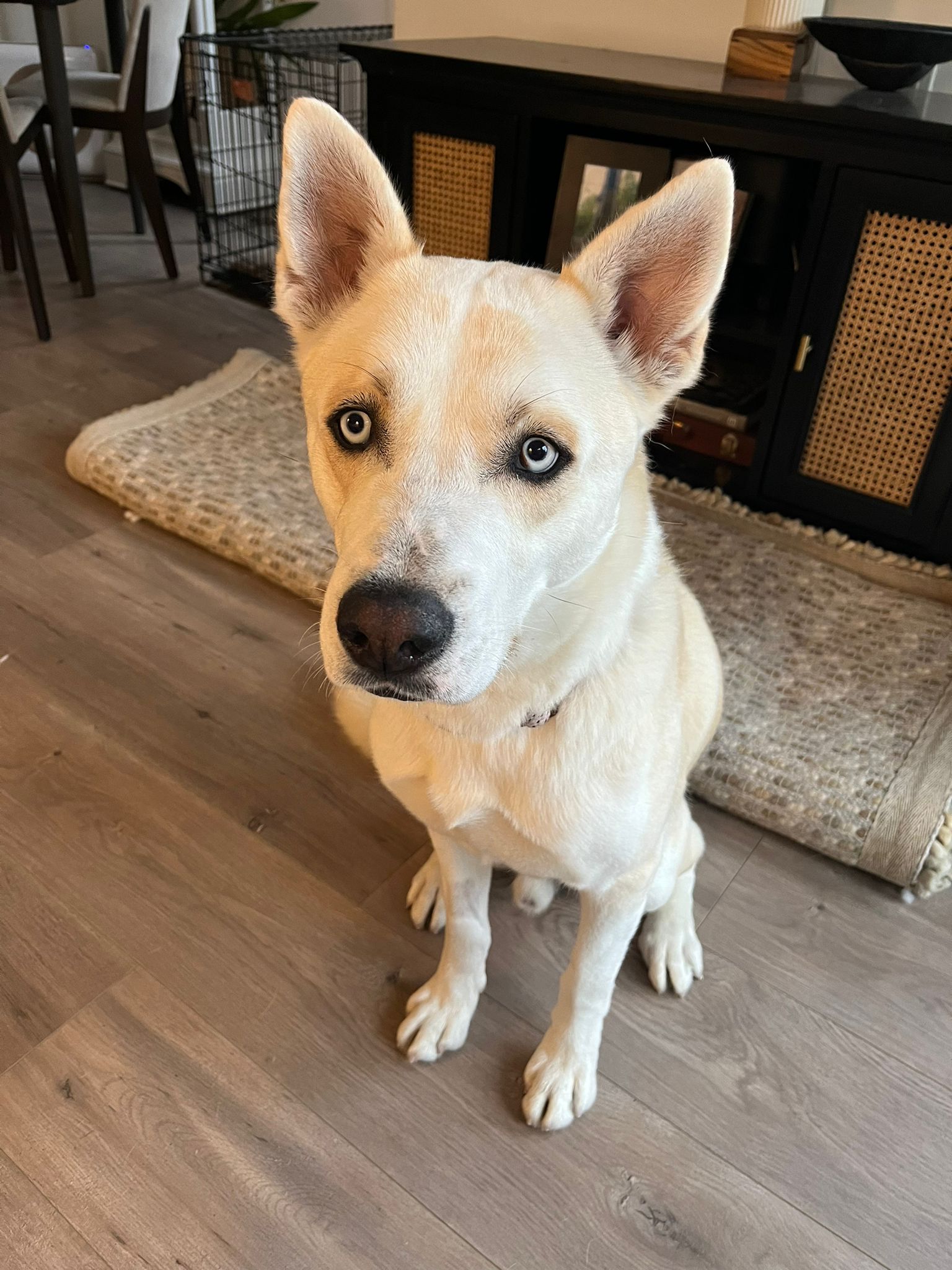 Dog for adoption - Snow, a Yellow Labrador Retriever & Husky Mix in ...