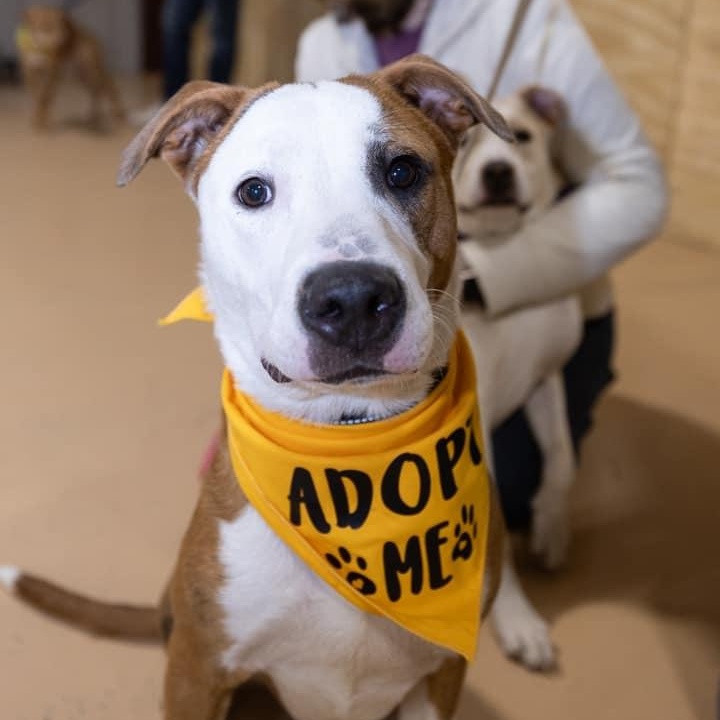 Dog for adoption - WELLS, a Labrador Retriever Mix in Pembroke, MA ...