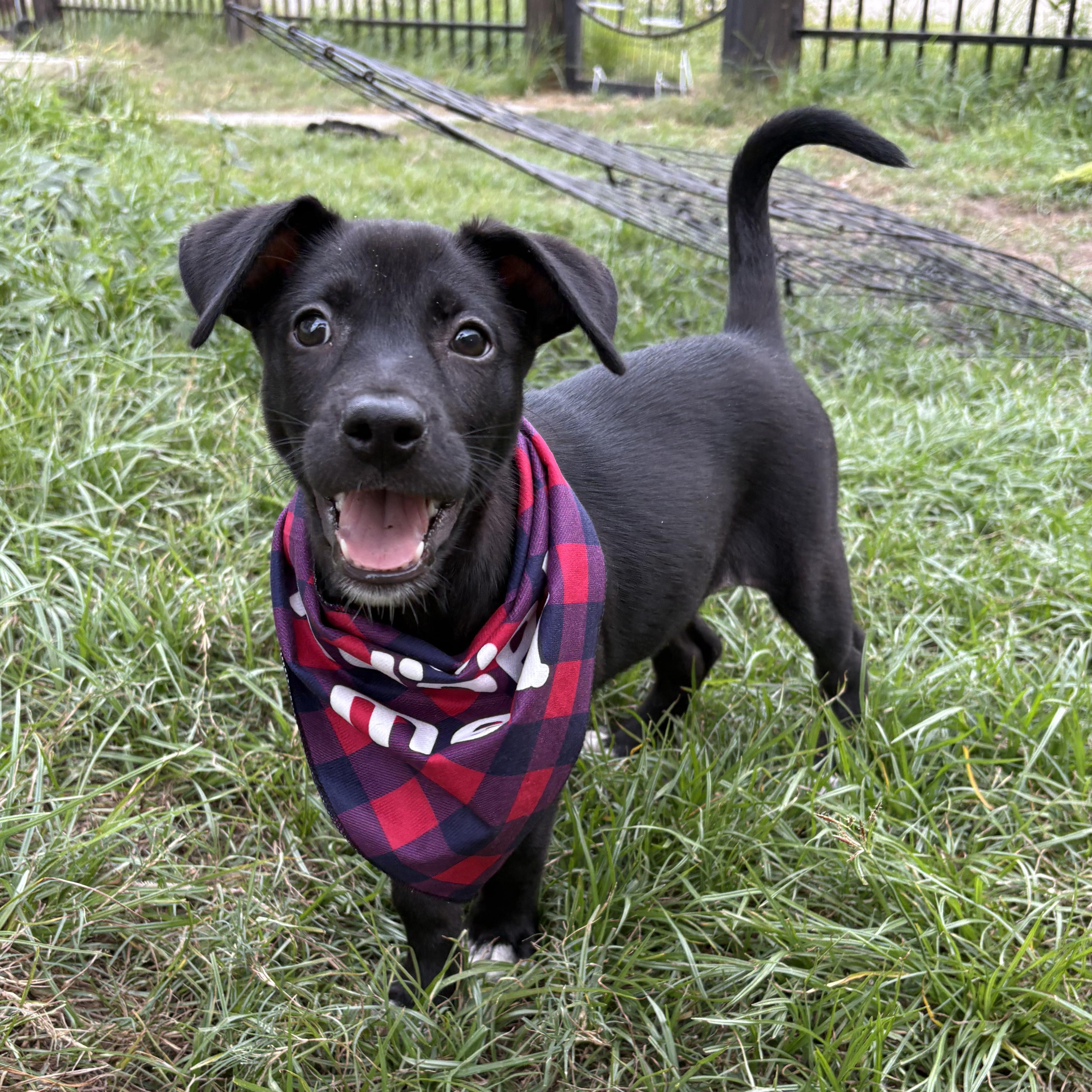 Dog for adoption - Layla, a Black Labrador Retriever Mix in Bensalem, PA | Petfinder