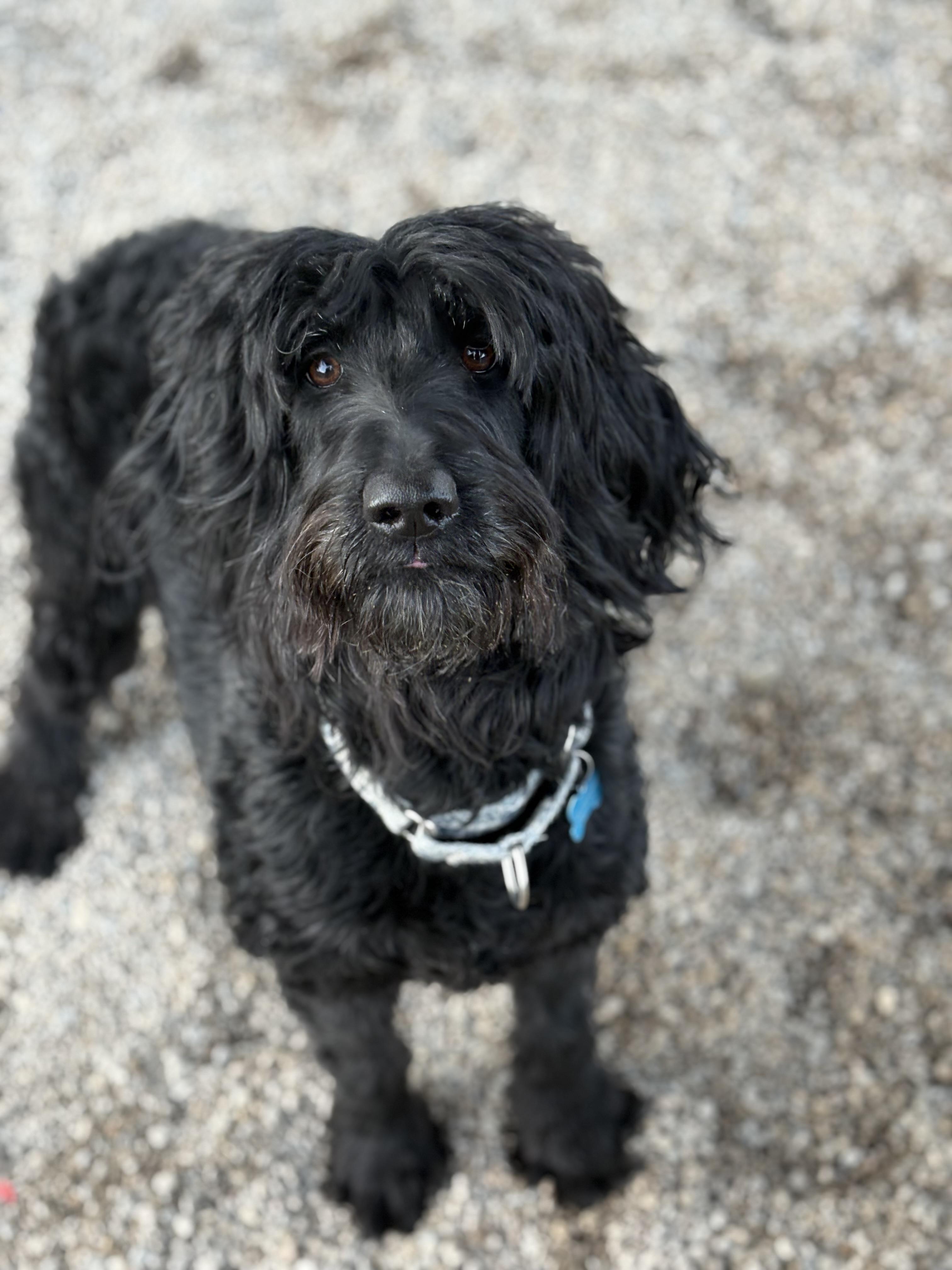 Twinkle - Adoptable Pet | Petfinder | Petfinder