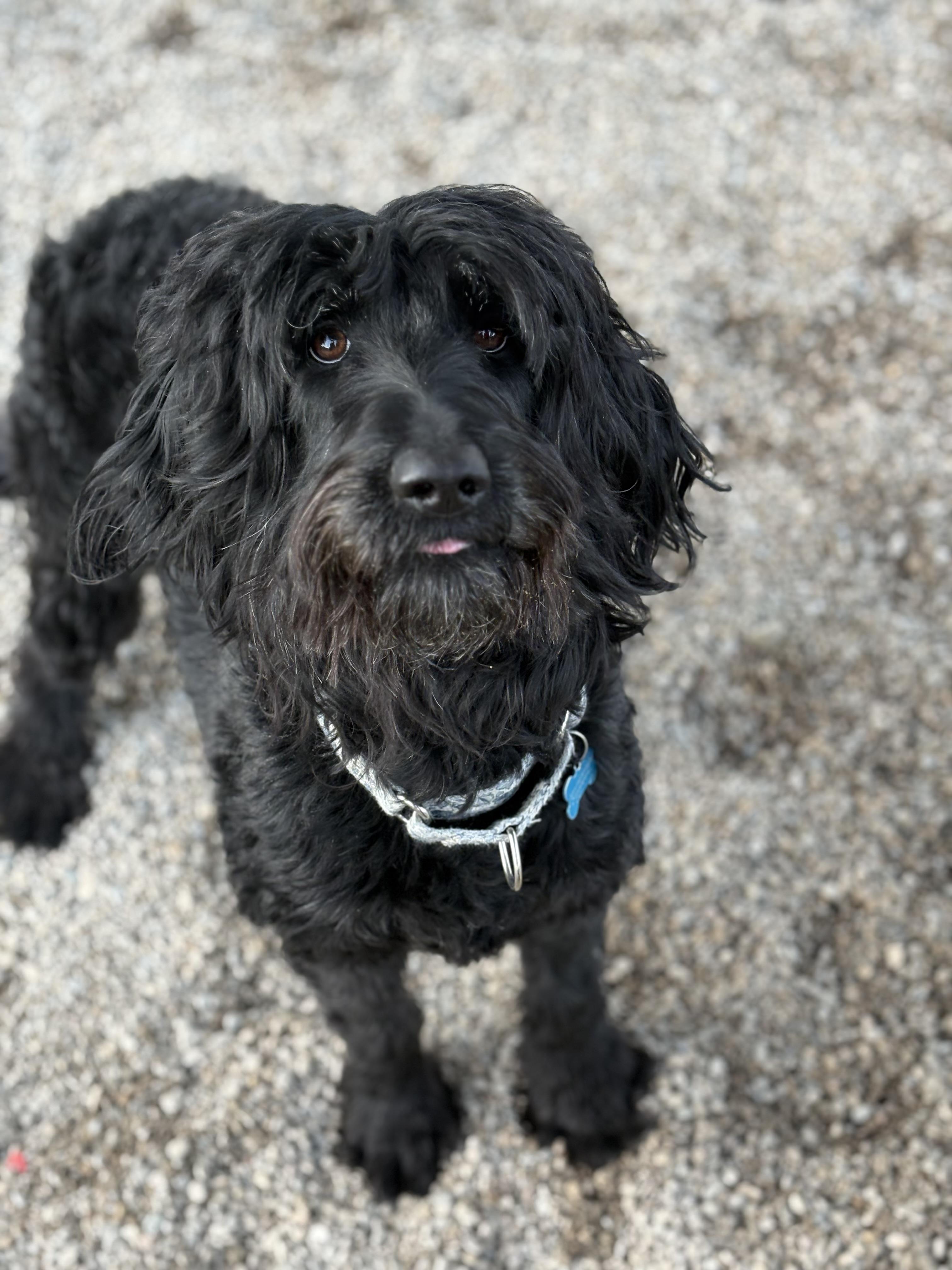 Twinkle - Adoptable Pet | Petfinder | Petfinder