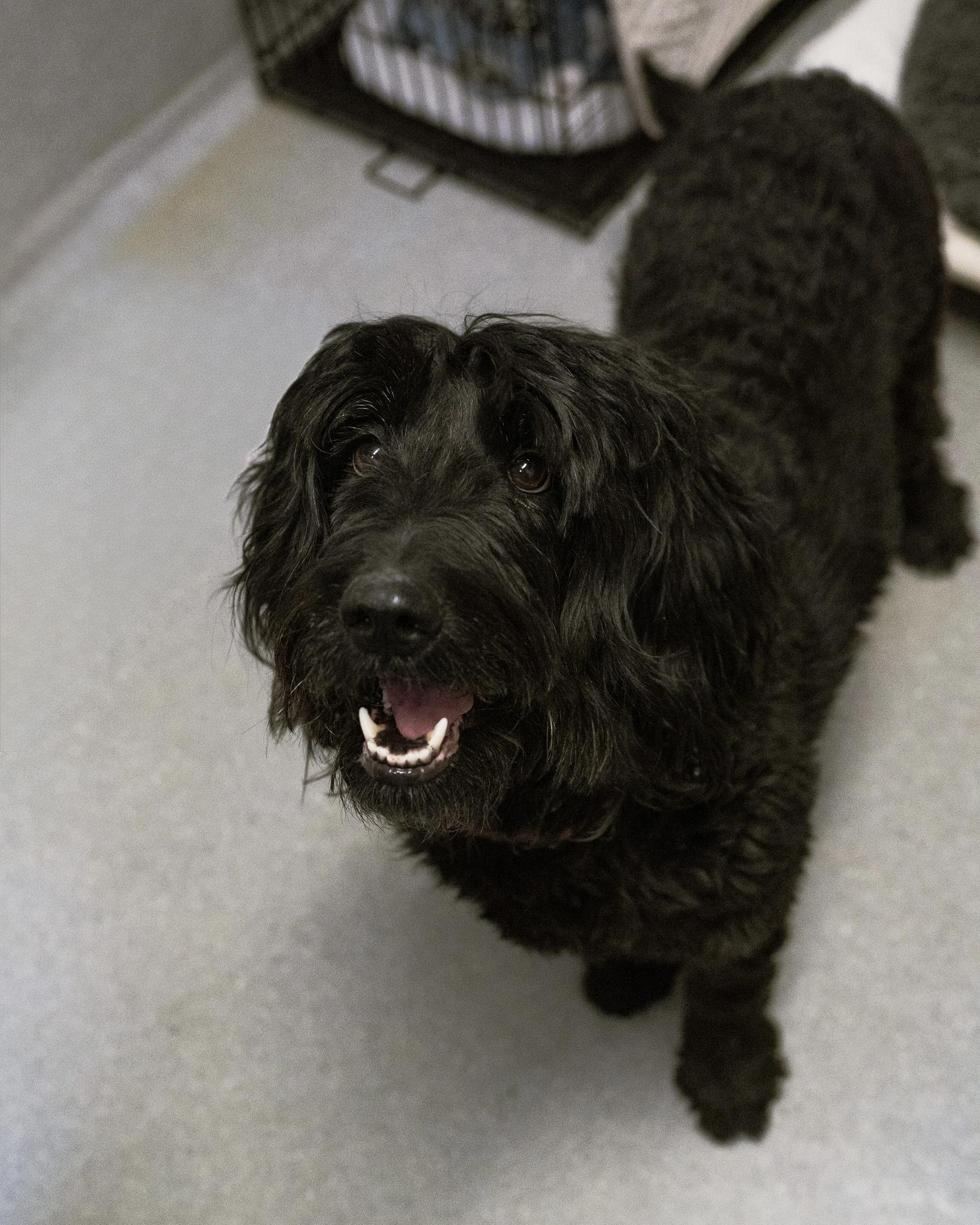 Twinkle - Adoptable Pet | Petfinder | Petfinder