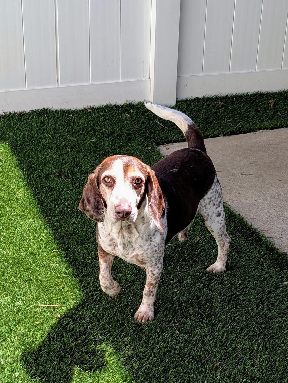 Dog for adoption - Albert, a Beagle Mix in Mount Juliet, TN | Petfinder