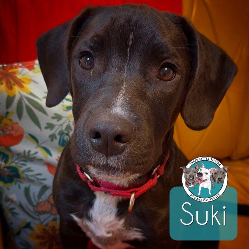 Dog for adoption - Suki the sweet adorable boy, a Pit Bull Terrier ...