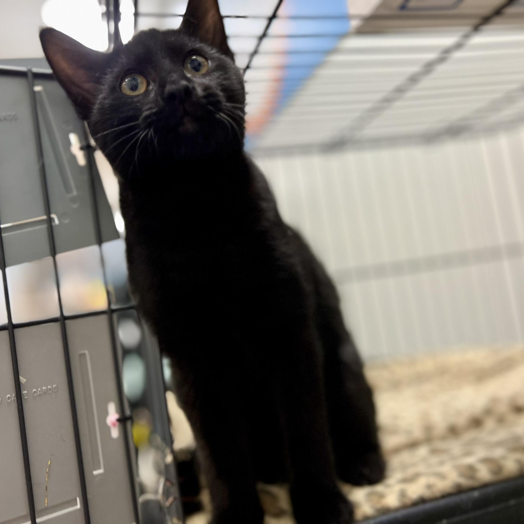 Toothless - Adoptable Pet | Petfinder | Petfinder