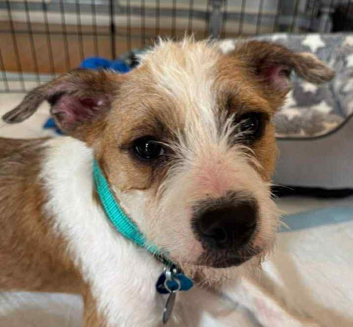 Dog for adoption - Rook, a Border Terrier & Jack Russell Terrier Mix in ...