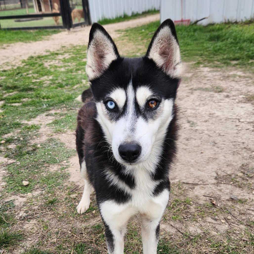 Dog for adoption - Izzy JuM, a Siberian Husky Mix in Little Rock, AR ...
