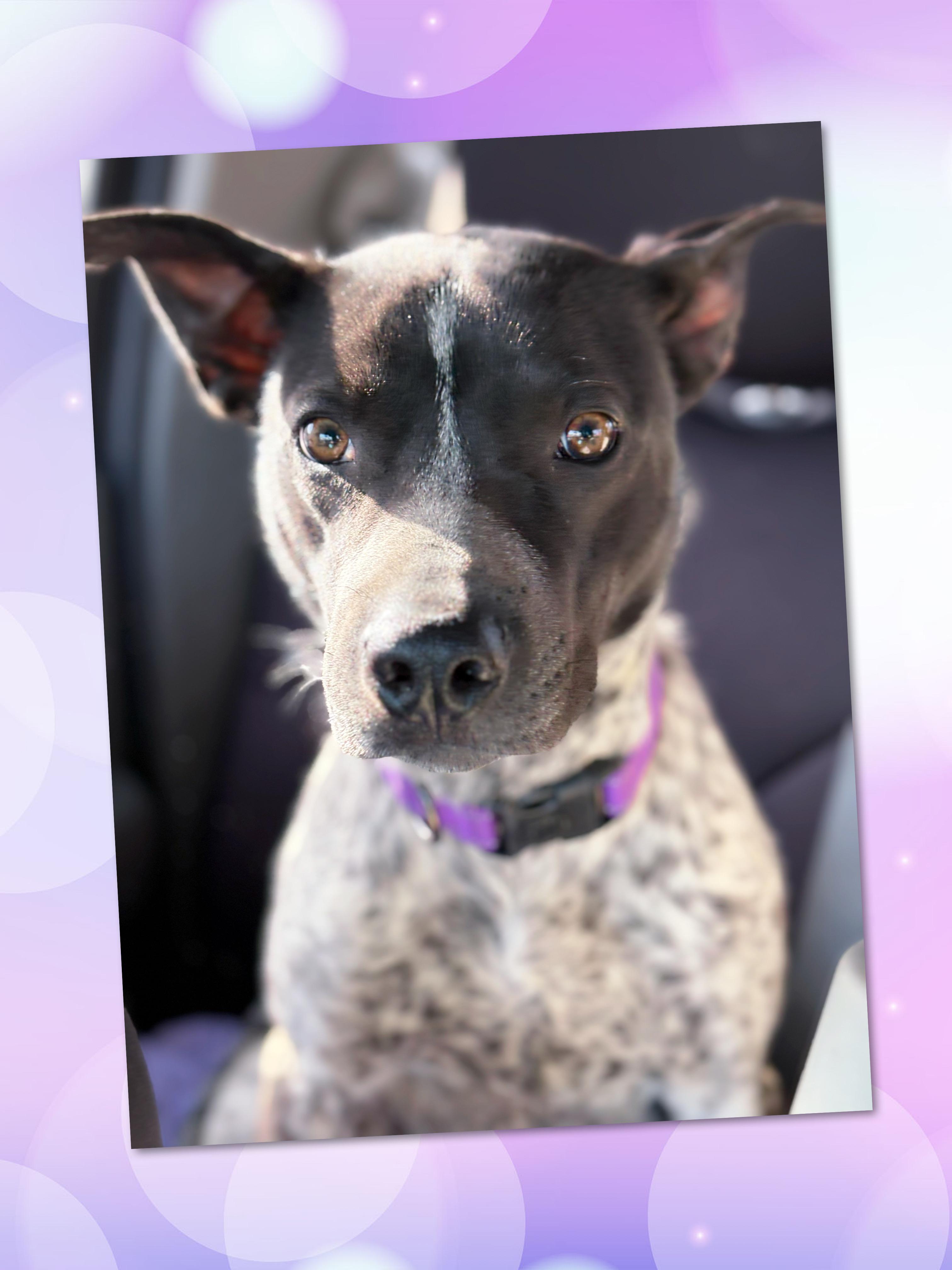 Dog for adoption - Dapper DUKE, a German Shorthaired Pointer & Cattle ...