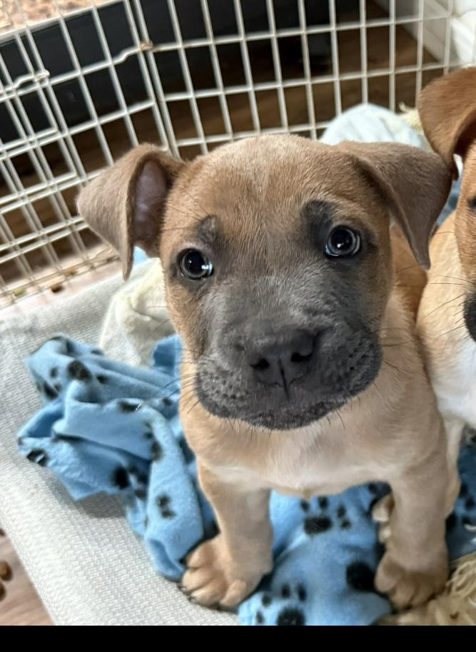 Dog for adoption - Stewie, an American Bulldog Mix in Seattle, WA ...