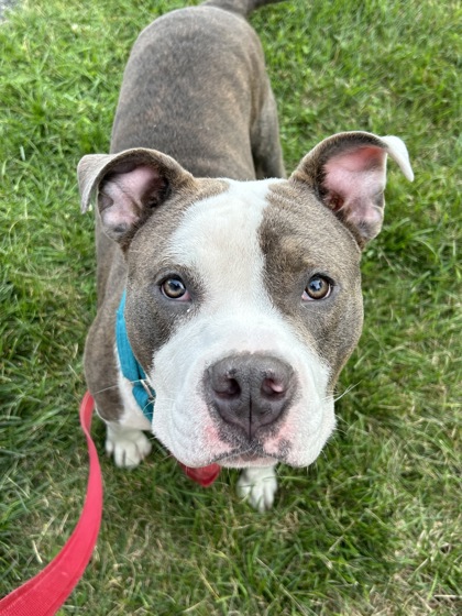Dog for adoption - Post Malone, a Mixed Breed in DeKalb, IL | Petfinder