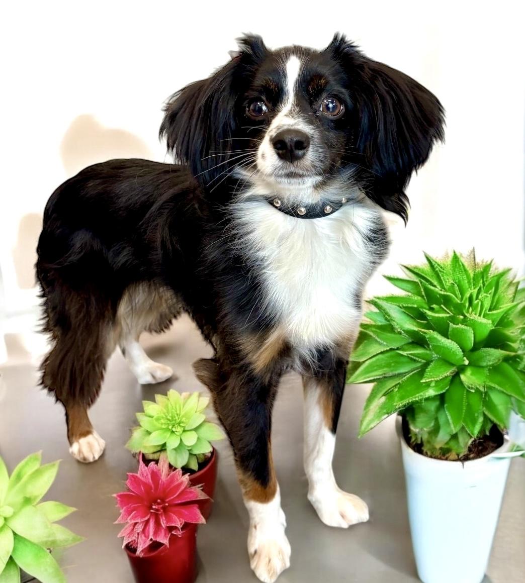 Dog for adoption - Draxx, an Australian Shepherd & Cockapoo Mix in ...