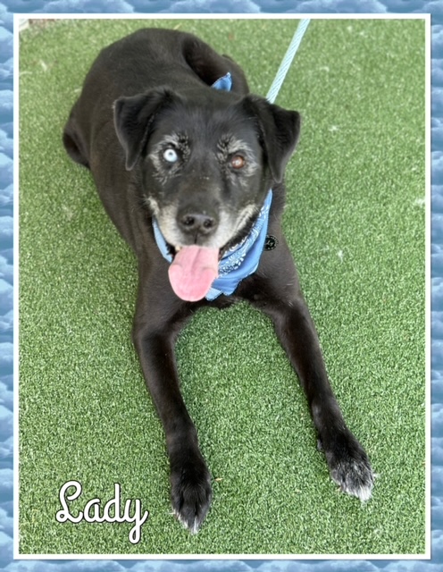 Dog for adoption - LADY, a Labrador Retriever in Marietta, GA | Petfinder