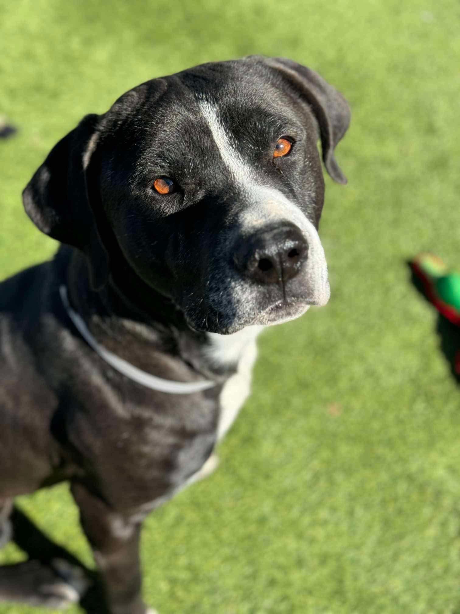 Dog for adoption - Keanu, a Labrador Retriever & Boxer Mix in Barre, MA | Petfinder