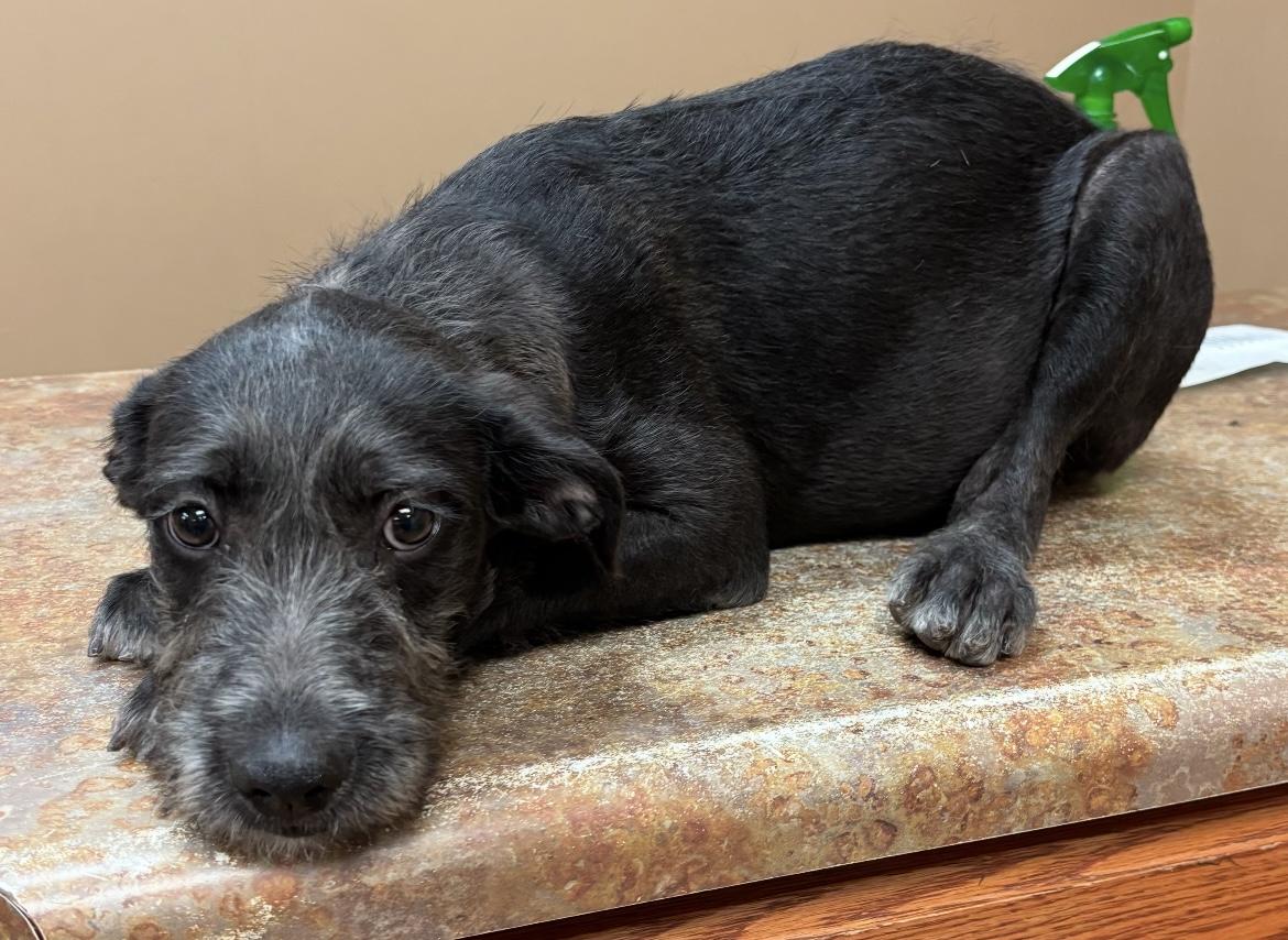 Dog for adoption - Katana, a German Wirehaired Pointer & Labrador ...