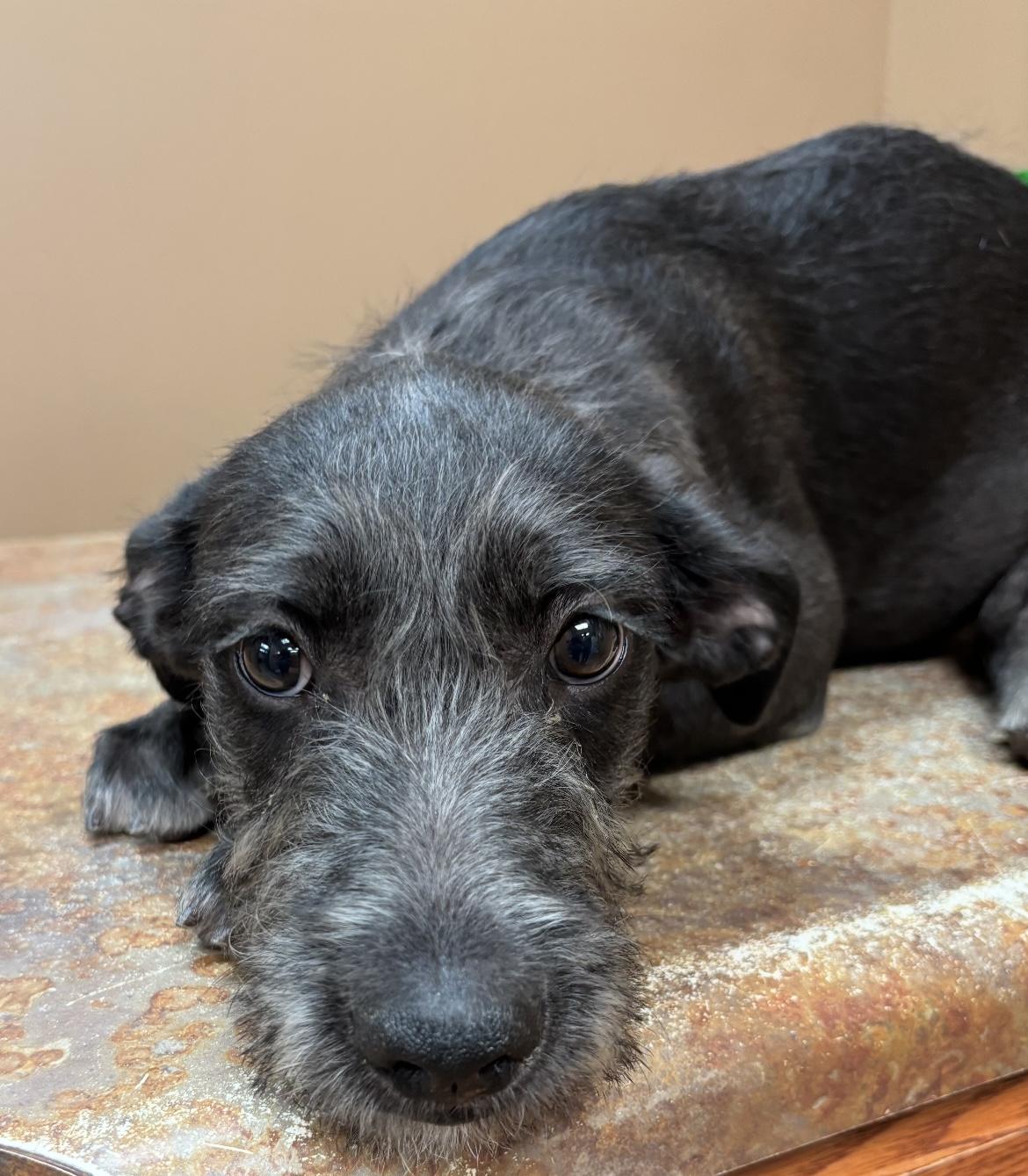 Dog for adoption - Katana, a German Wirehaired Pointer & Labrador ...