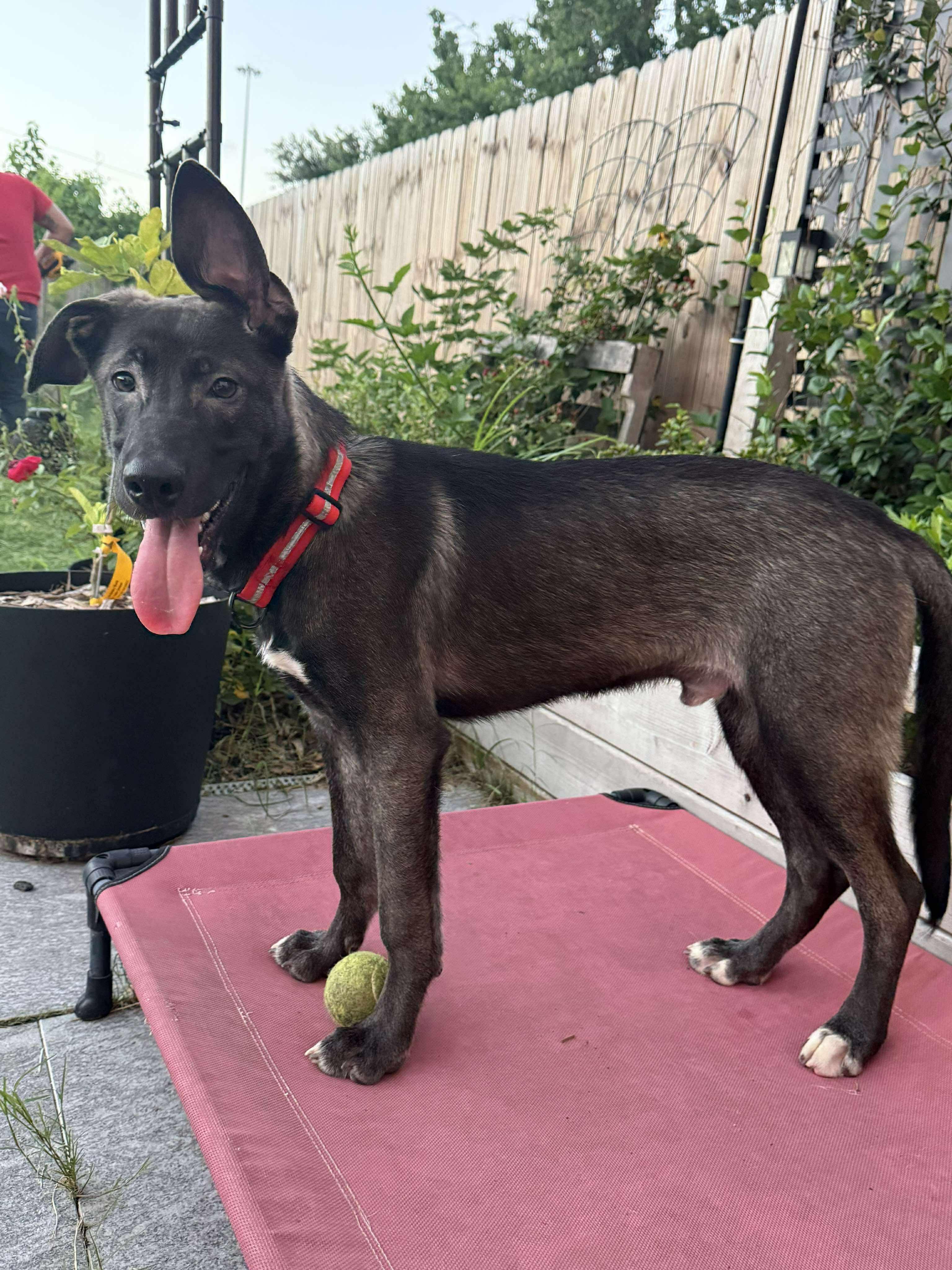 Dog for adoption - Ember, a Dutch Shepherd & Labrador Retriever Mix in ...