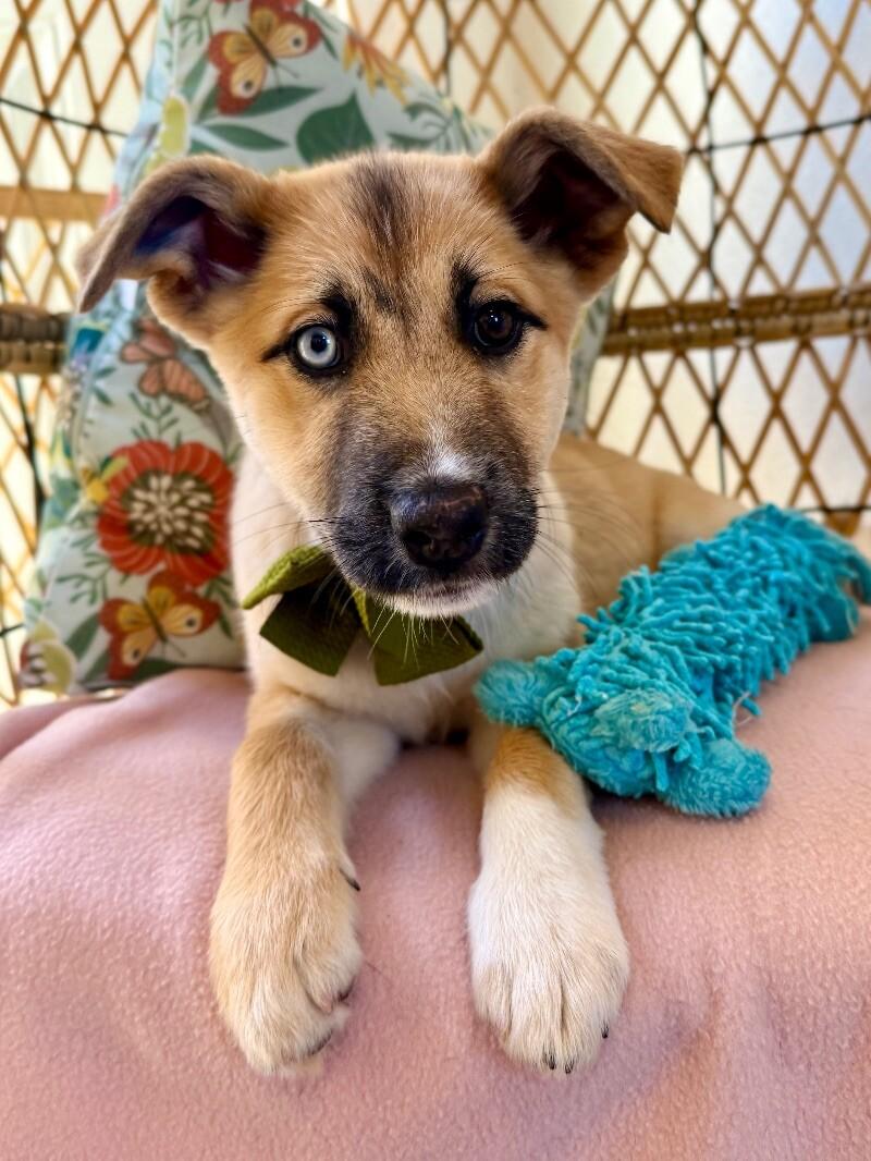 Dog for adoption - Molly Fluffaluffagus, a Husky & Shepherd Mix in ...