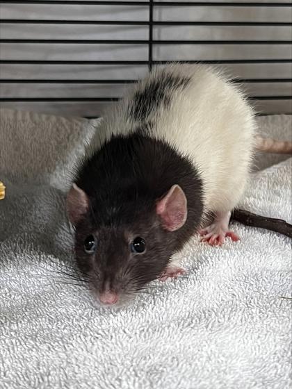 Rat for adoption - Ketchup, a Rat in Whitby, ON | Petfinder