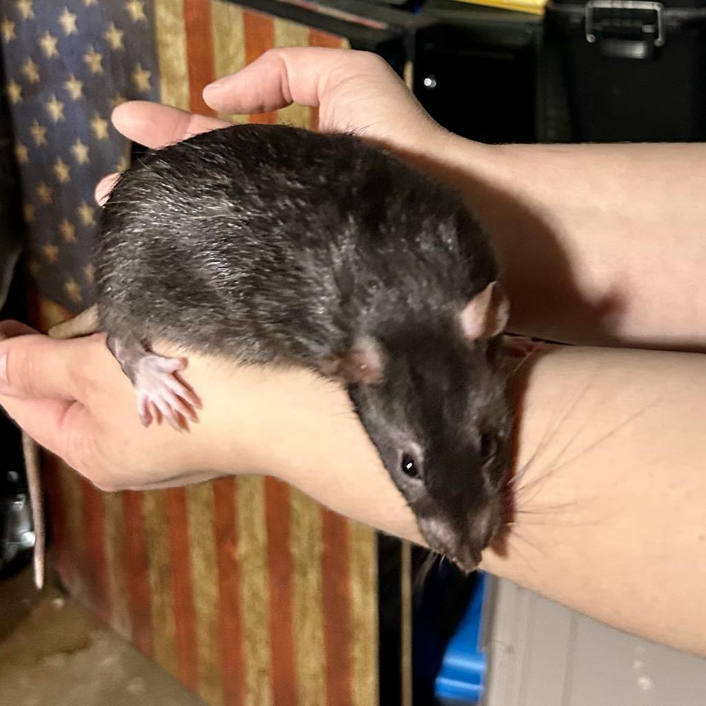 Rat for adoption - Ralphie, Templeton & Remy, a Rat in Norcross, GA ...