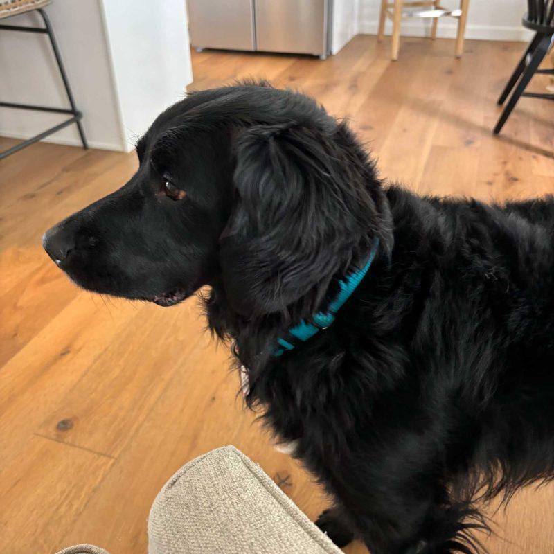 Bernie - Adoptable Pet | Petfinder | Petfinder