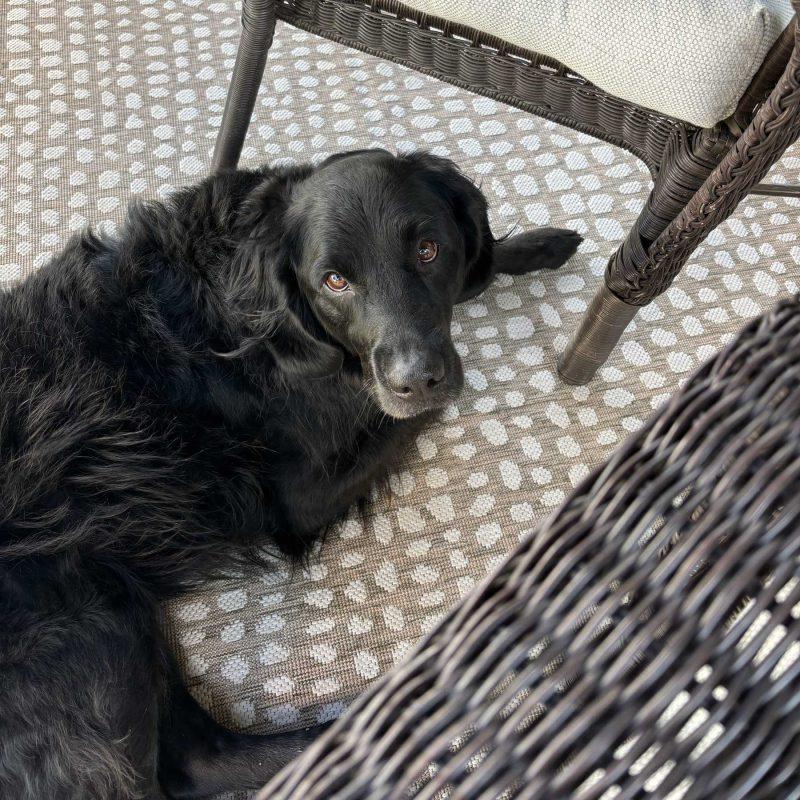 Bernie - Adoptable Pet | Petfinder | Petfinder