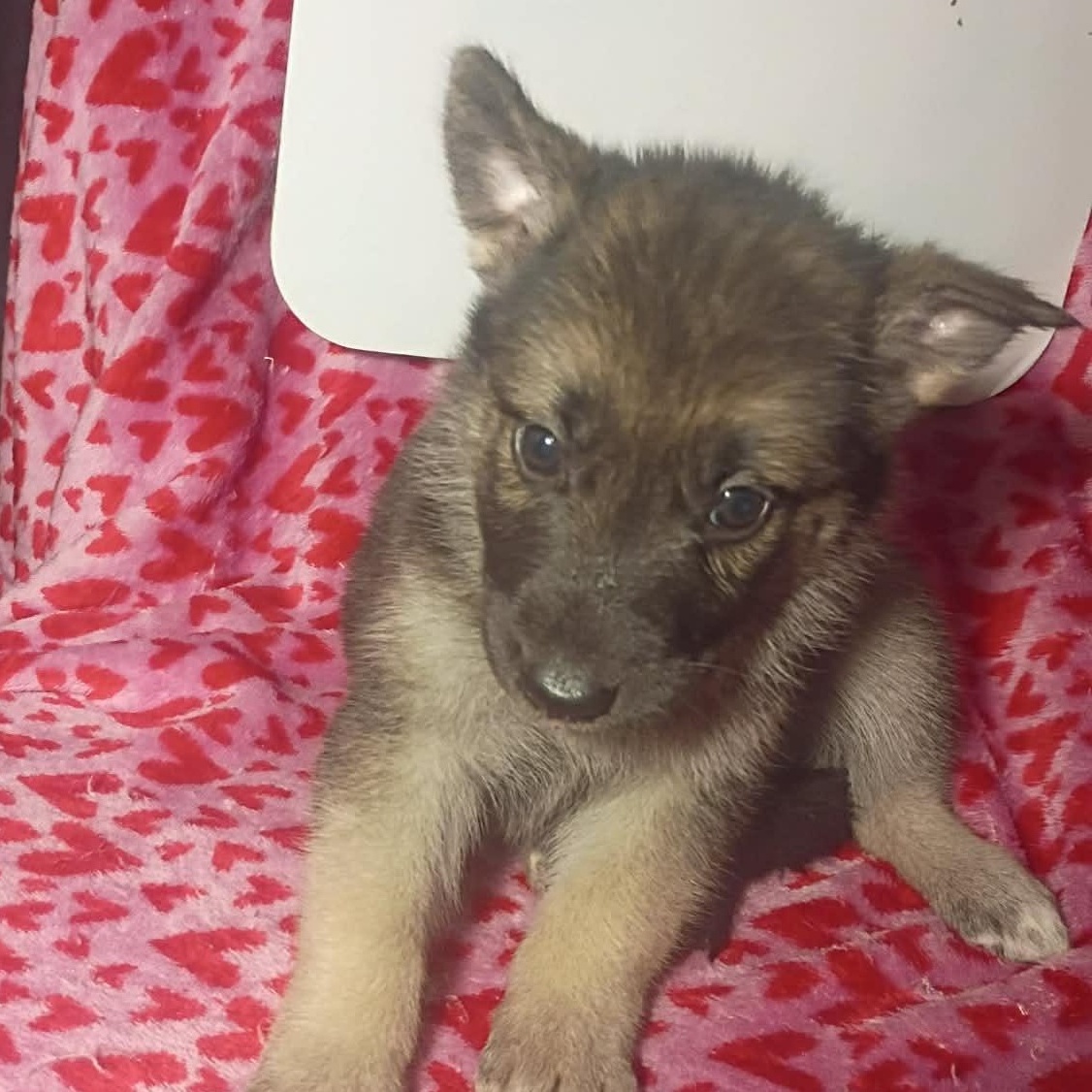 Dog for adoption - VERONICA GS, a German Shepherd Dog Mix in Slippery ...