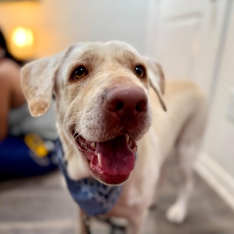 Dog for adoption - Jameson Harris, a Labrador Retriever & Yellow ...