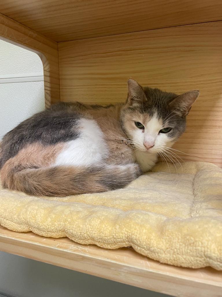 Cat for adoption - Cornflakes, a Domestic Short Hair in New ...